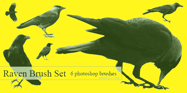 free photoshop Raven Brush SetPhotoshop Free brushes, Photoshop Fonts ...